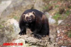 Características del glotón o gulo gulo, datos que debes conocer