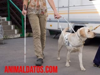 Función y ventajas de los perros para ciegos