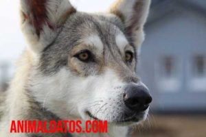 ¿Es buena idea tener un lobo mascota? Todo sobre los wolfdog