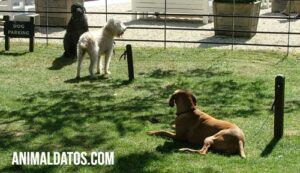 Como funciona el cerebro de un perro, ¿piensan y sienten?
