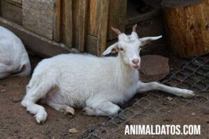 Porque las cabras cuando se asustan se paralizan