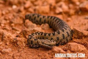 Víbora hocicuda (Vipera latastei): aspecto, distribución y otros datos