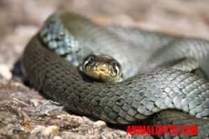 Diferencia entre víbora, serpiente y culebra. Características de cada una