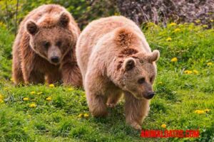 Animales plantígrados y ungulados: nombres y ejemplos