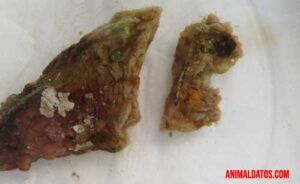 Polycarpa mytiligera, animal que se regenera incluso partido en trozos