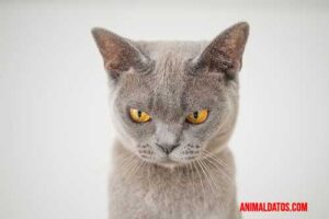 ¿Pueden los animales sufrir estrés? Como detectarlo y prevenirlo