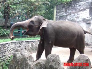 Todo sobre el elefante de Sumatra: características, hábitat y alimentación