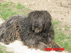 Todo sobre el perro pastor de bergamasco: características físicas ...
