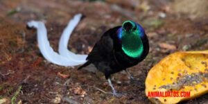 Los 5 animales con las colas más largas cuyo tamaño te sorprenderá