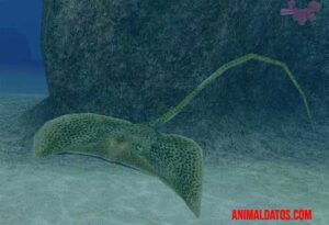 Los 5 animales con las colas más largas cuyo tamaño te sorprenderá