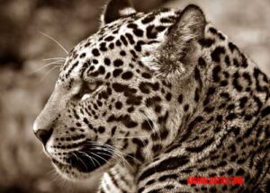 5 animales típicos de Yucatán, famosos en el estado