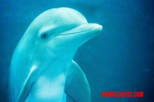 Ballena beluga: características físicas, alimentación y otros datos ...