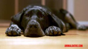 Como adoptar un perro miedoso y ayudarlo a adaptarse a su nuevo hogar