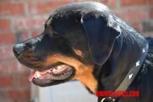 5 perros capaces de matar a un león en una pelea