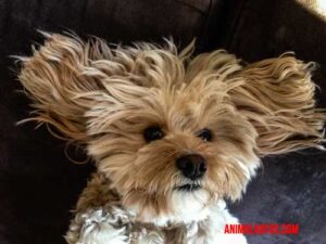 Todo sobre el morkie: cuidados, entrenamiento y aspectos físicos